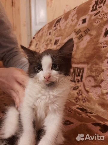 Котенок кот мальчик белый с пятнами