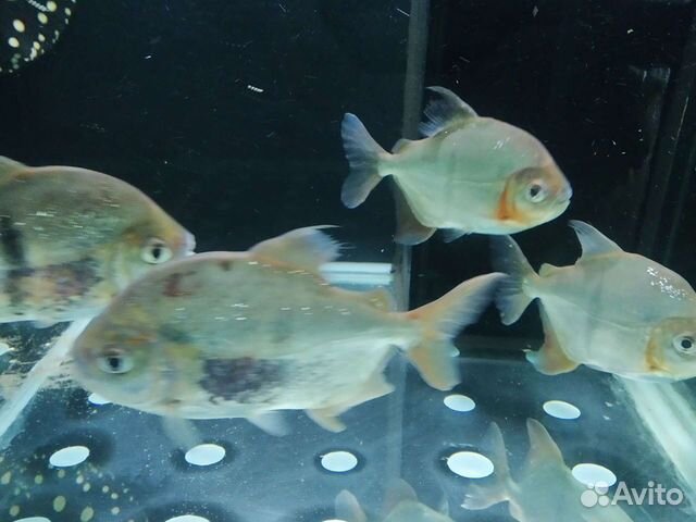 Милеус шомбургка