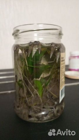 Аквариумная улитка Меланья (грунтовка)