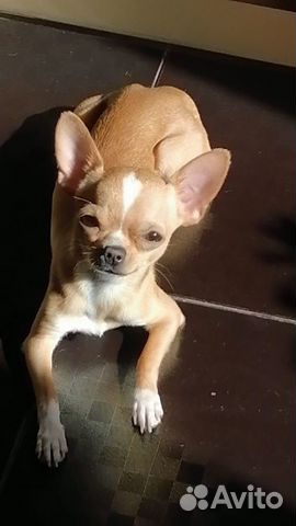Чихуахуа мини мальчик ищет невесту