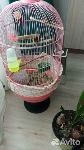 Чижи с клеткой