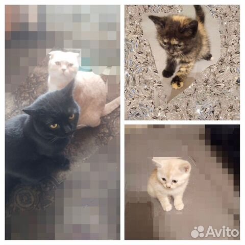 Британские котята в добрые руки бесплатно