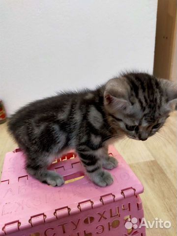 Котенок