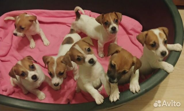 Очаровательные гладкошерстные щенки дрт
