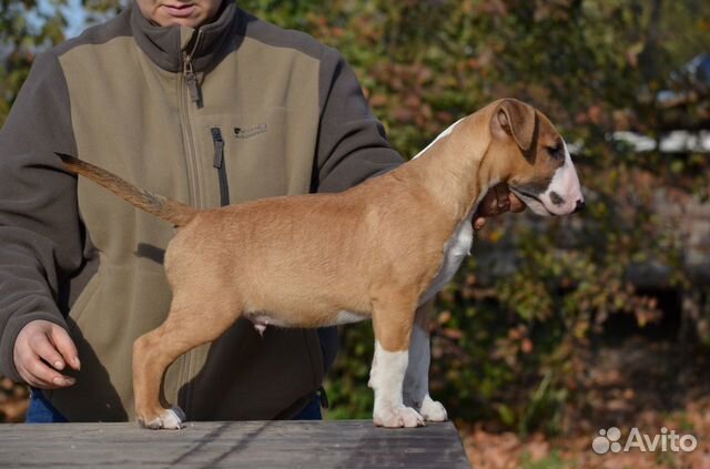 Продаются щенки бультерьера