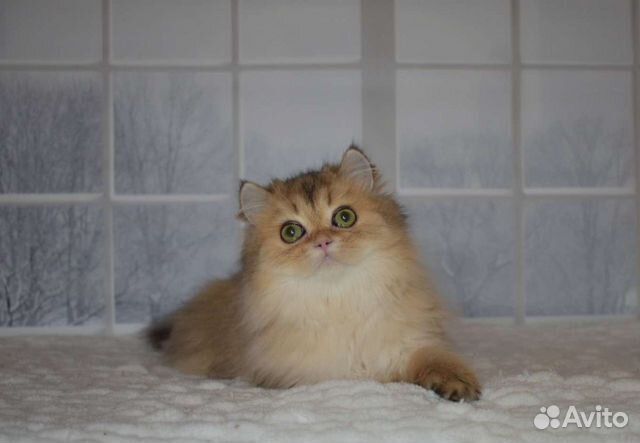 Котик в золотом окрасе