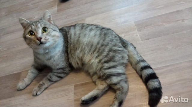 Сержик - лапушка, стерилизован