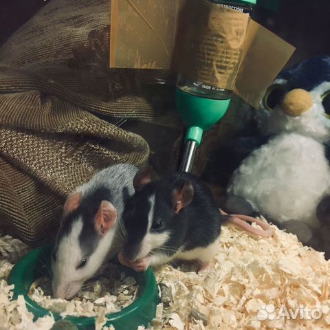 Потомство декоративных крысят