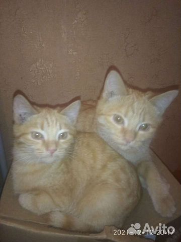 Котята-тигрята в дар