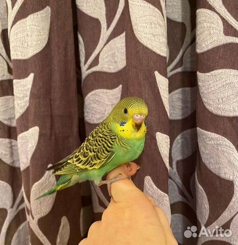Ручные волнистые попугаи