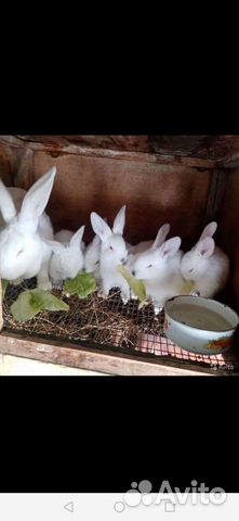 Калифорнийские кролики