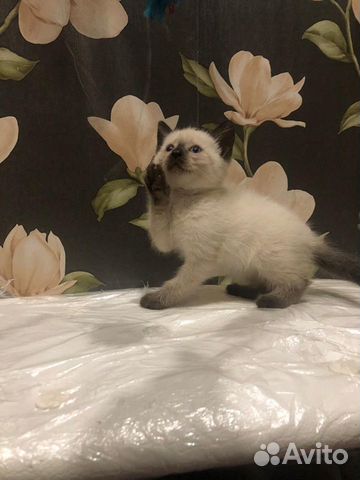 Тайские котята