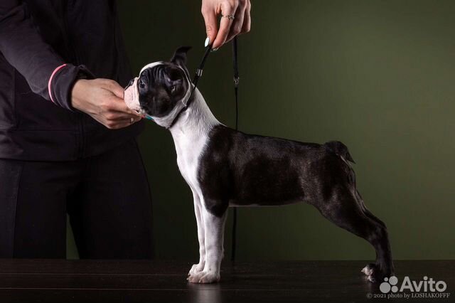 Бостон терьер