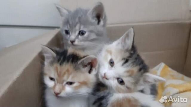 Котята трехцветки в дар