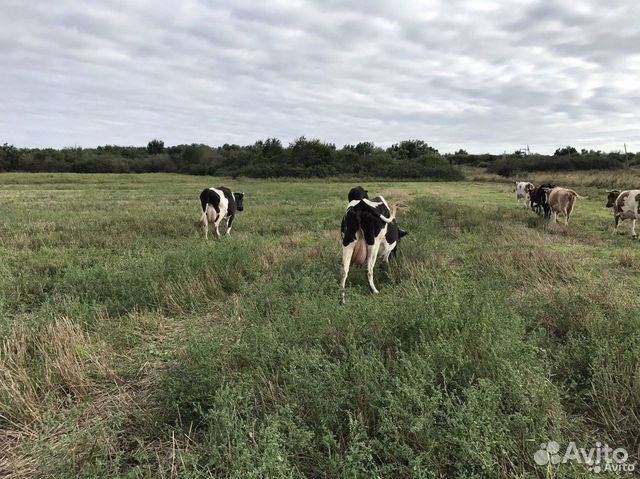 Дойные молочные коровы