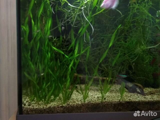 Валиснерия