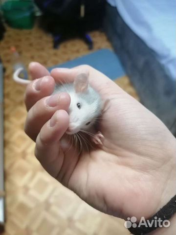 Крысята дамбо