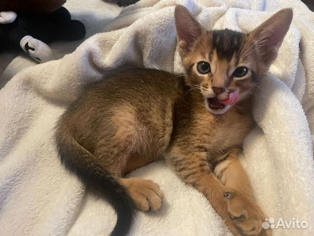 Абиссинский котенок девочка
