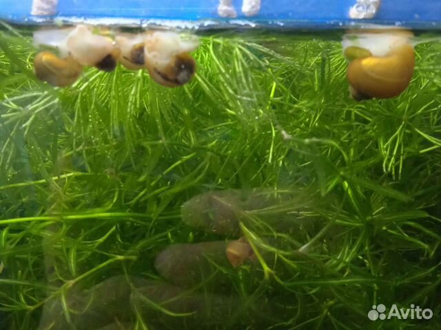 Улитки ампулярии, наяз