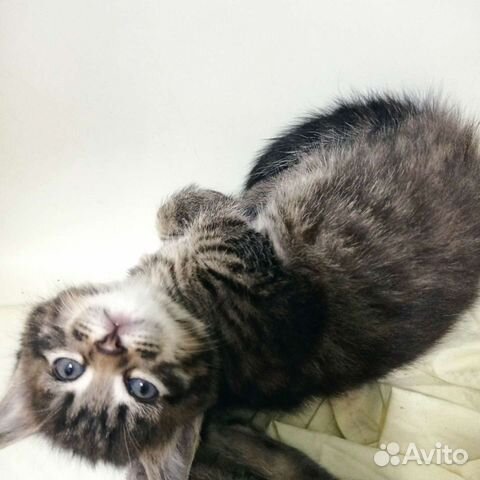 Кошки котята полукровки от британца