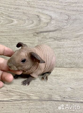 Морская свинка скинни