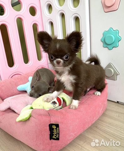 Шоколадный гном