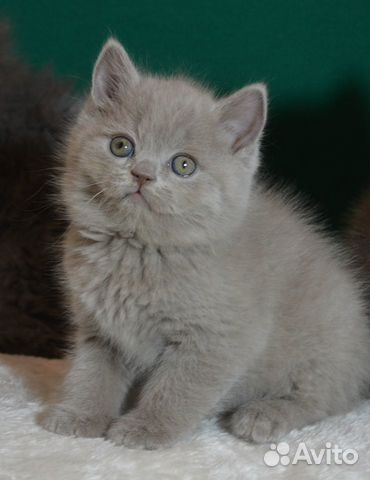 Британцы классика