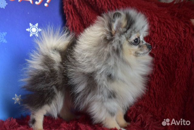 Шпиц - девочка Снегурочка