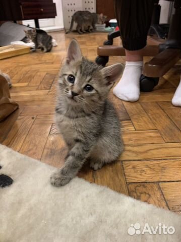Котятки в добрые лапки