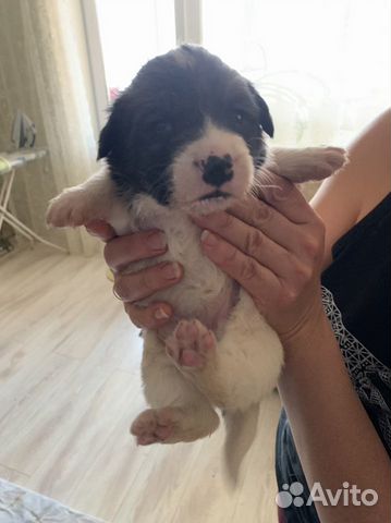 Щенки в добрые руки