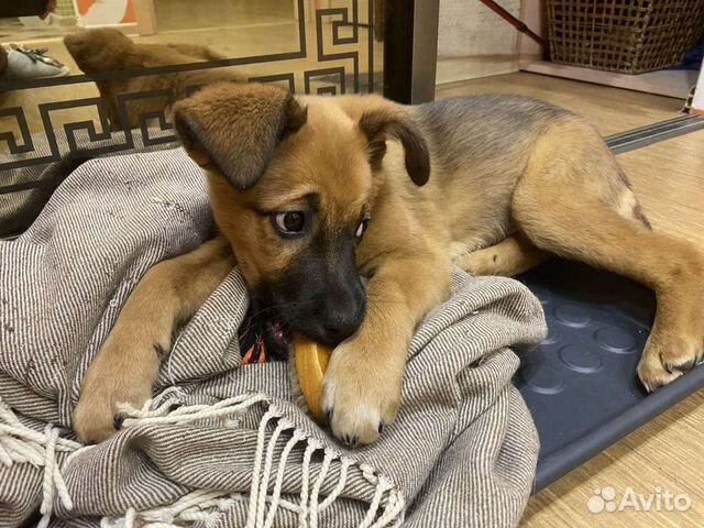 Щеночек-девочка ищет семью