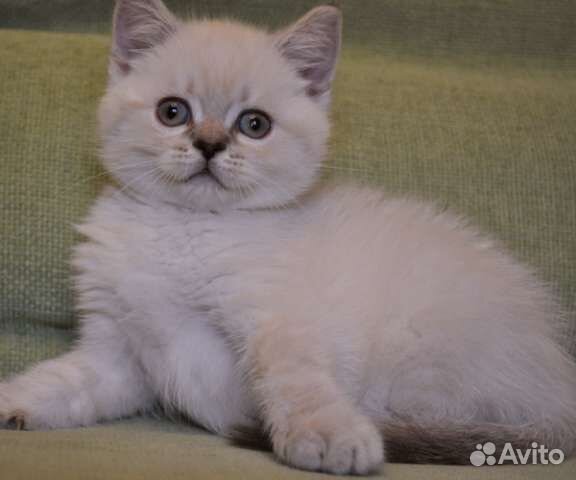 Котенок британский кот