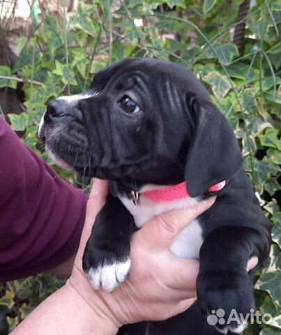 Щенки стафбулли, стаффордширский бультерьер