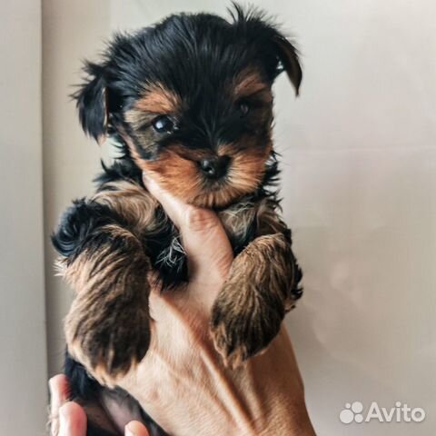 Йоркширский терьер щенки стандарт
