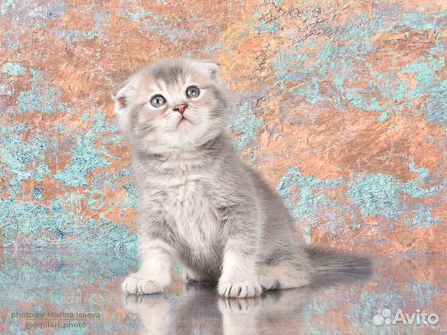 Скоттиш килт фолд(манчкин)