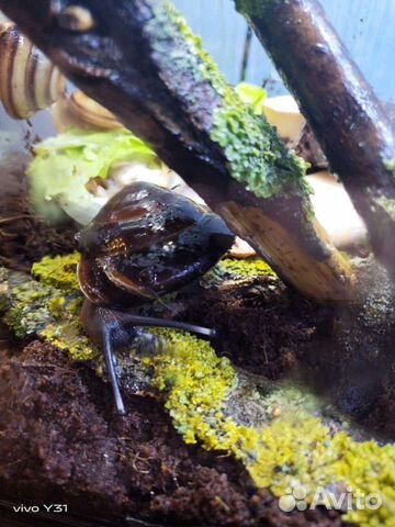 Древесные улитки