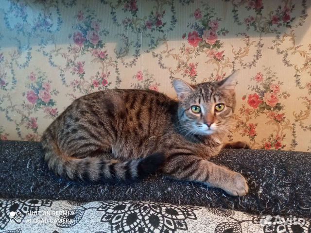 Кошка