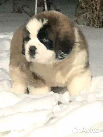 Сенбернар щенки