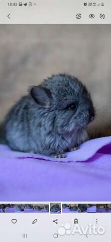 Шиншилла