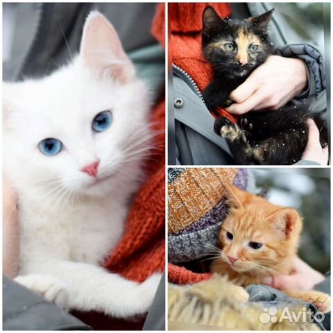 Котёнок, котята малыши в добрые руки