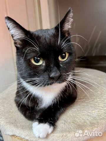 Котик Боря 1,5 года