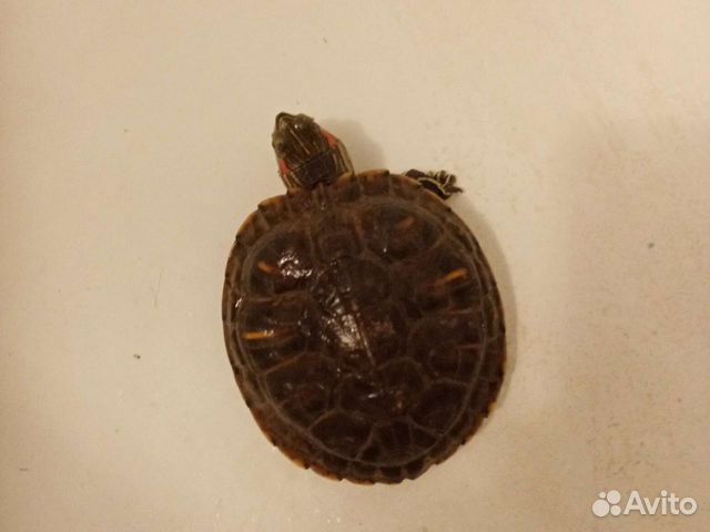 Продаю красноухою черепаху