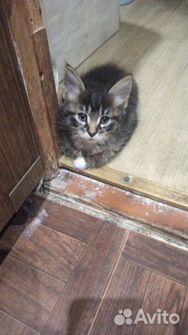 Отдам котенка