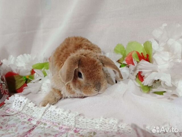 Карликовые вислоухие рексы