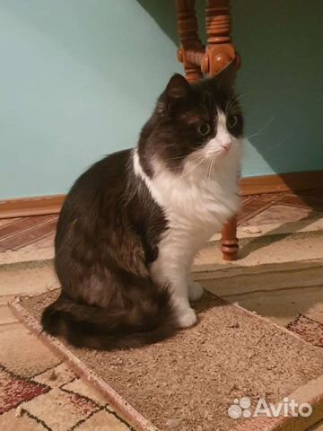 Кошка