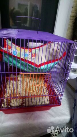 Крыса с клеткой