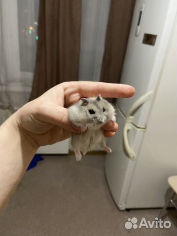 Джунгарские хомячки