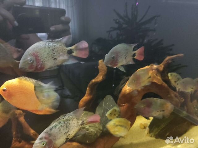 Вьеха красногорлая