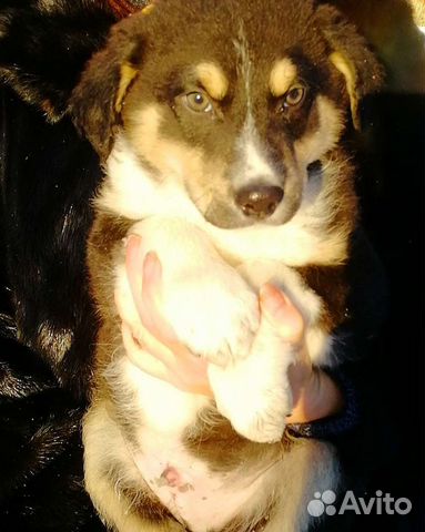 Овчаристые щенки 2,5 месяца