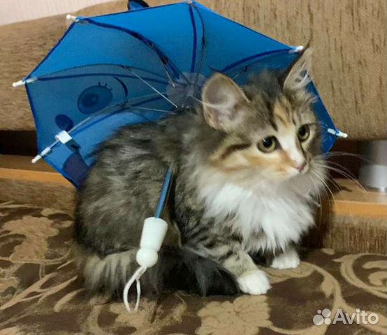 Котенок по имени Ириска, 6,5 месяцев